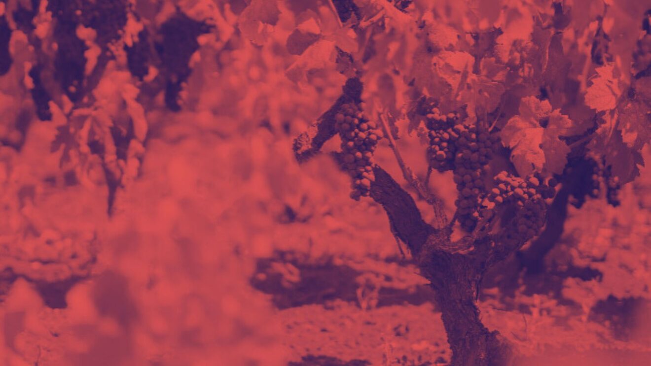 Curiosità sul Primitivo di Manduria: 3 cose da sapere - Cantine Lizzano